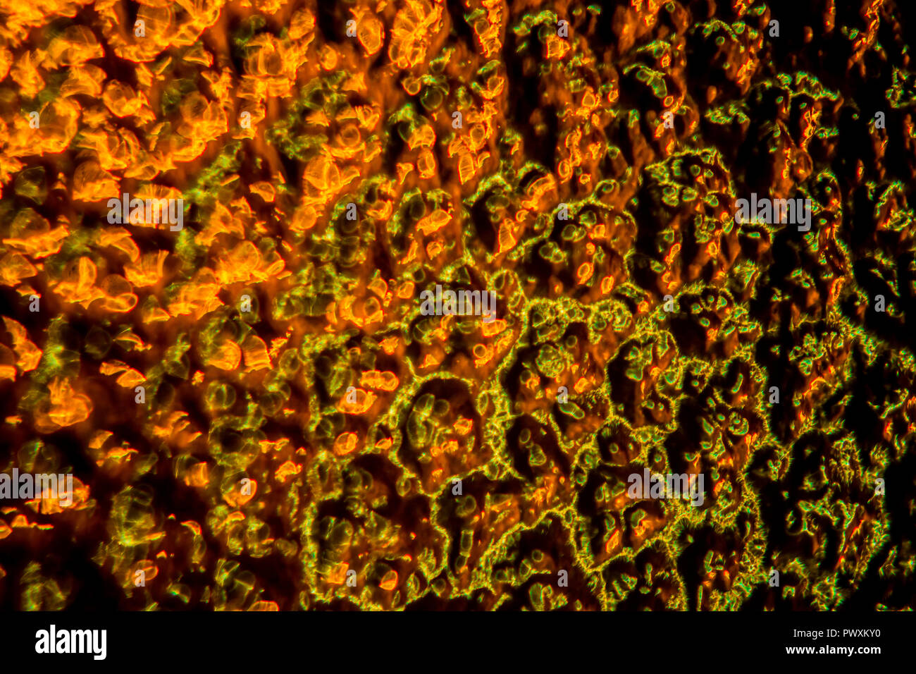Macro Surface, The Beauty of the Unseen Abstract Textures & Backgrounds ...