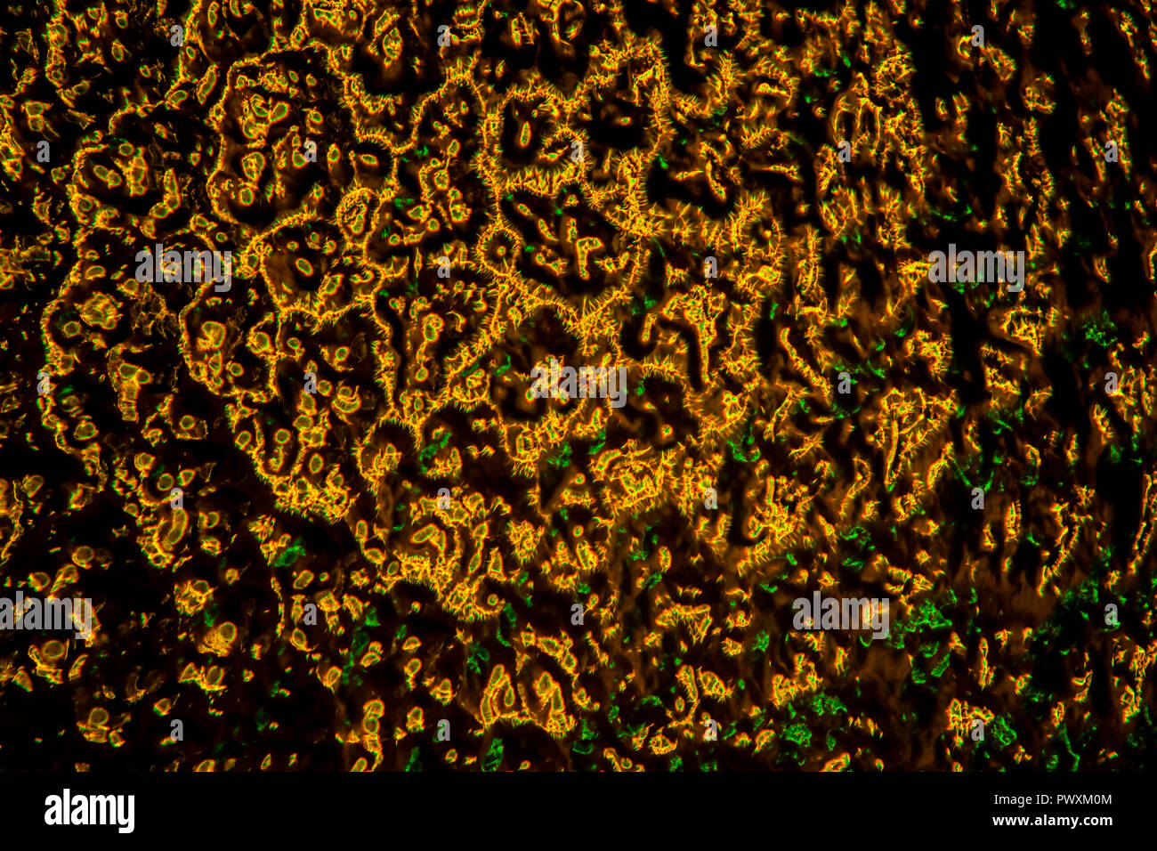 Macro Surface, The Beauty of the Unseen Abstract Textures & Backgrounds ...