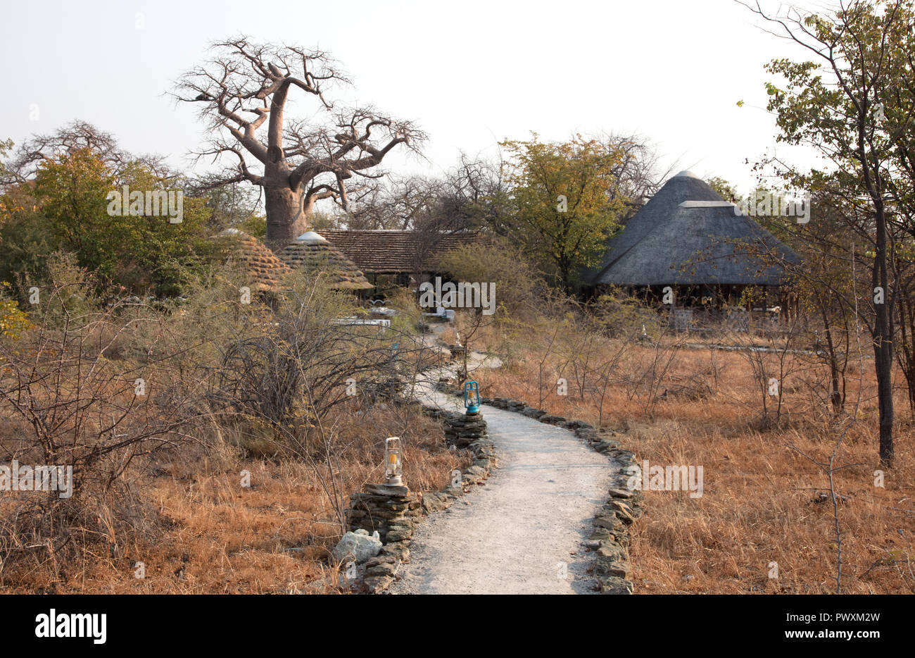 Large baobab tree in the north of Botswana Stock Photo - Alamy