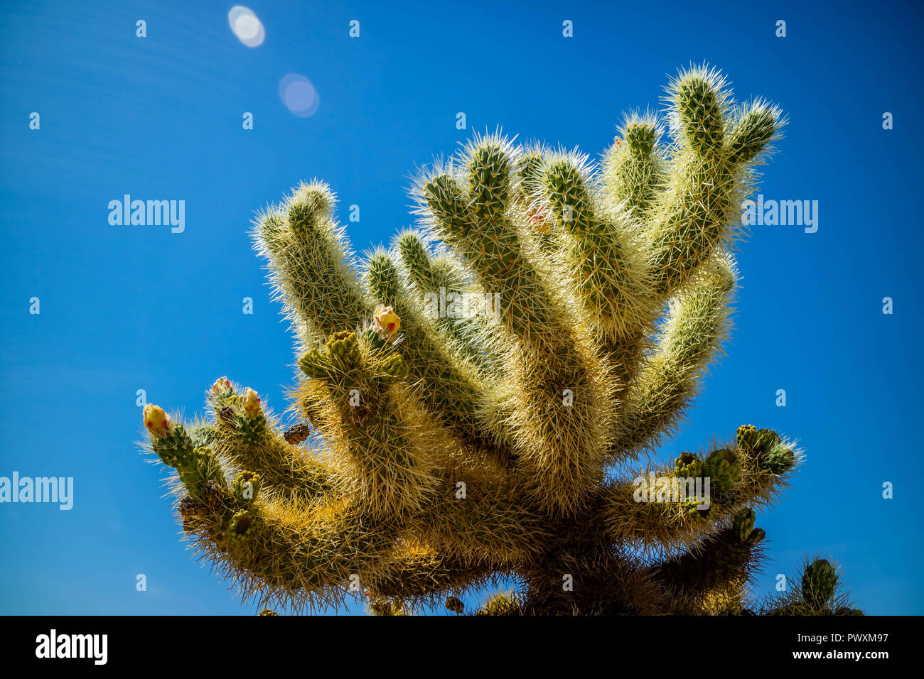 Chain Fruit Cholla Cactus in Joshua National Park, California Stock ...