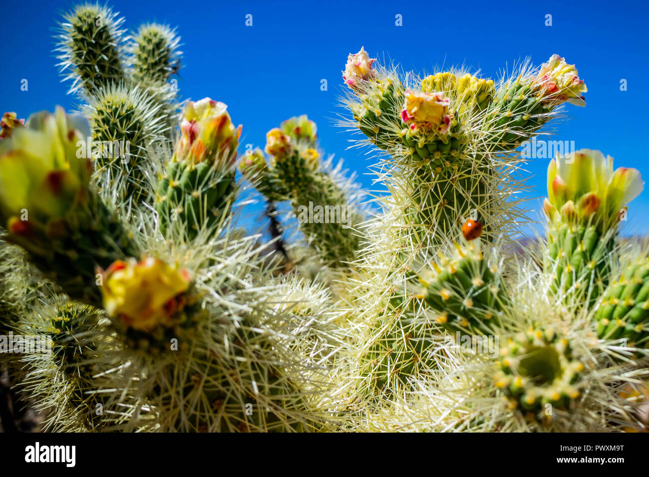Chain Fruit Cholla Cactus in Joshua National Park, California Stock ...