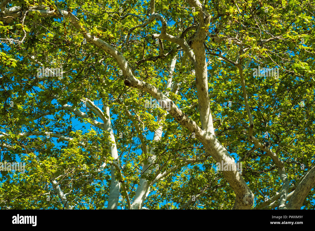 Trees in the Forest with Cheerful Colors in Athens Greece, Feel the ...