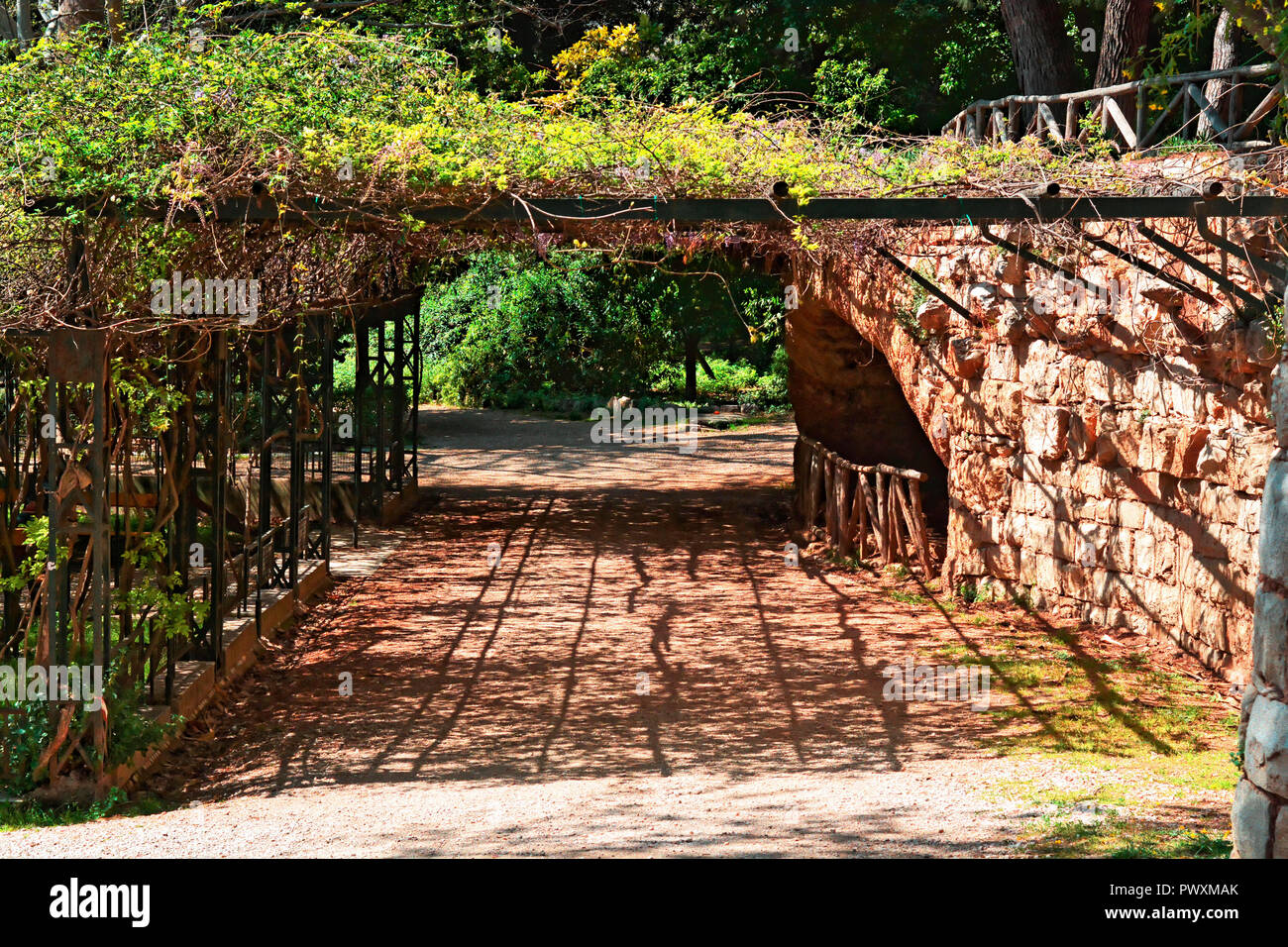 Trees in the Forest with Cheerful Colors in Athens Greece, Feel the ...
