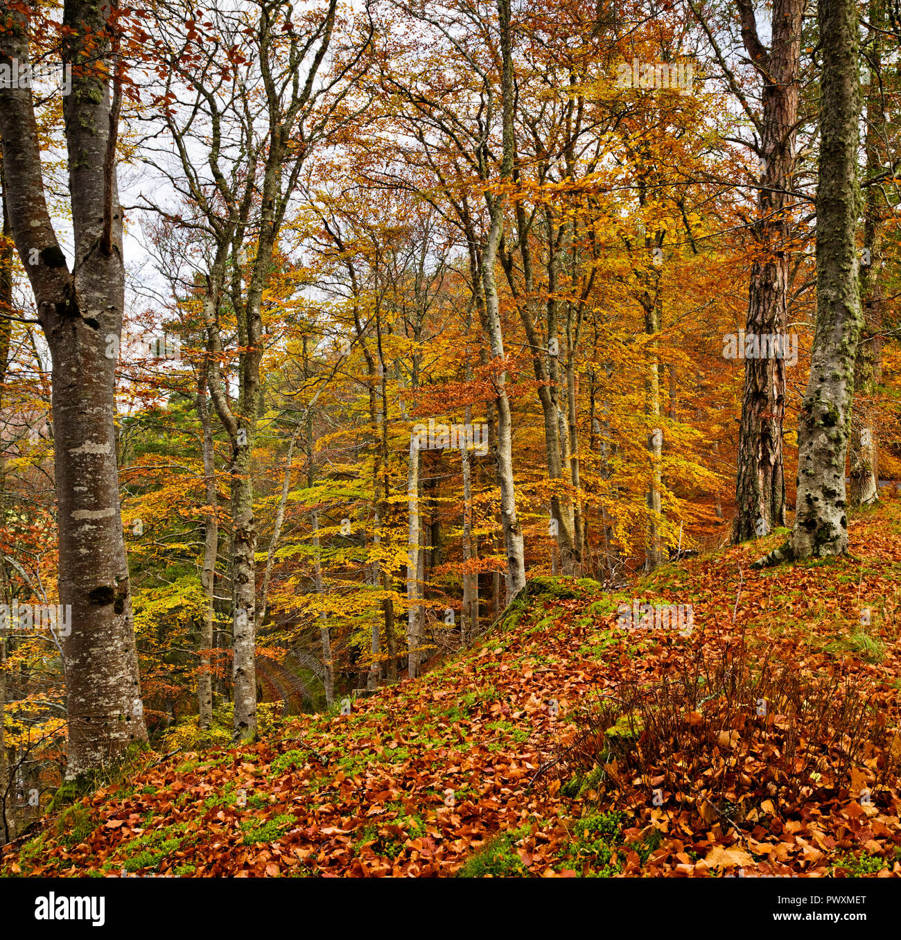 Autumn woodland on hillside, Rothiemurchus, Inverdruie, near Aviemore ...