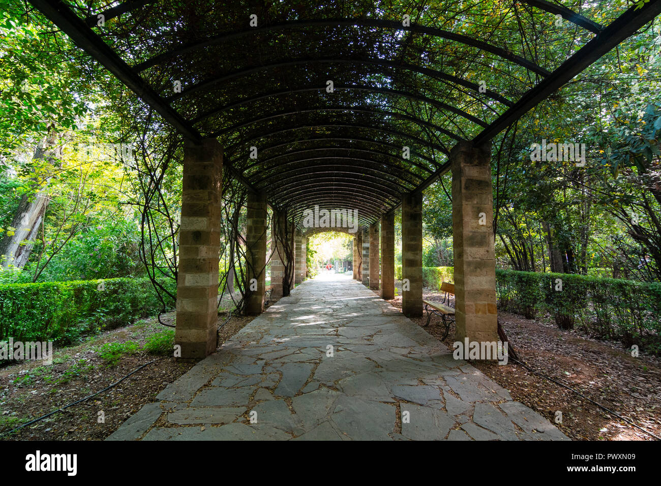 Trees in the Forest with Cheerful Colors in Athens Greece, Feel the ...