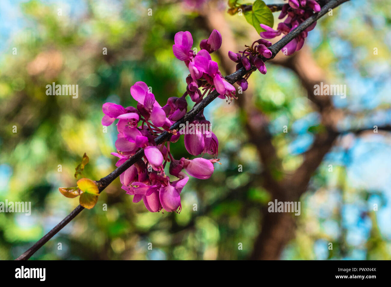 Spring Flowers with Cheerful Colors in the Athens National Garden, Feel ...