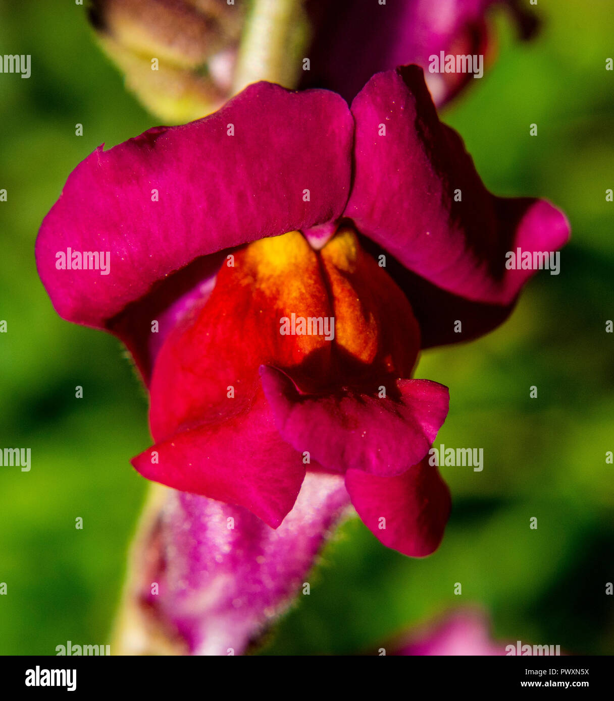 Spring Flowers with Cheerful Colors in the Athens National Garden, Feel ...