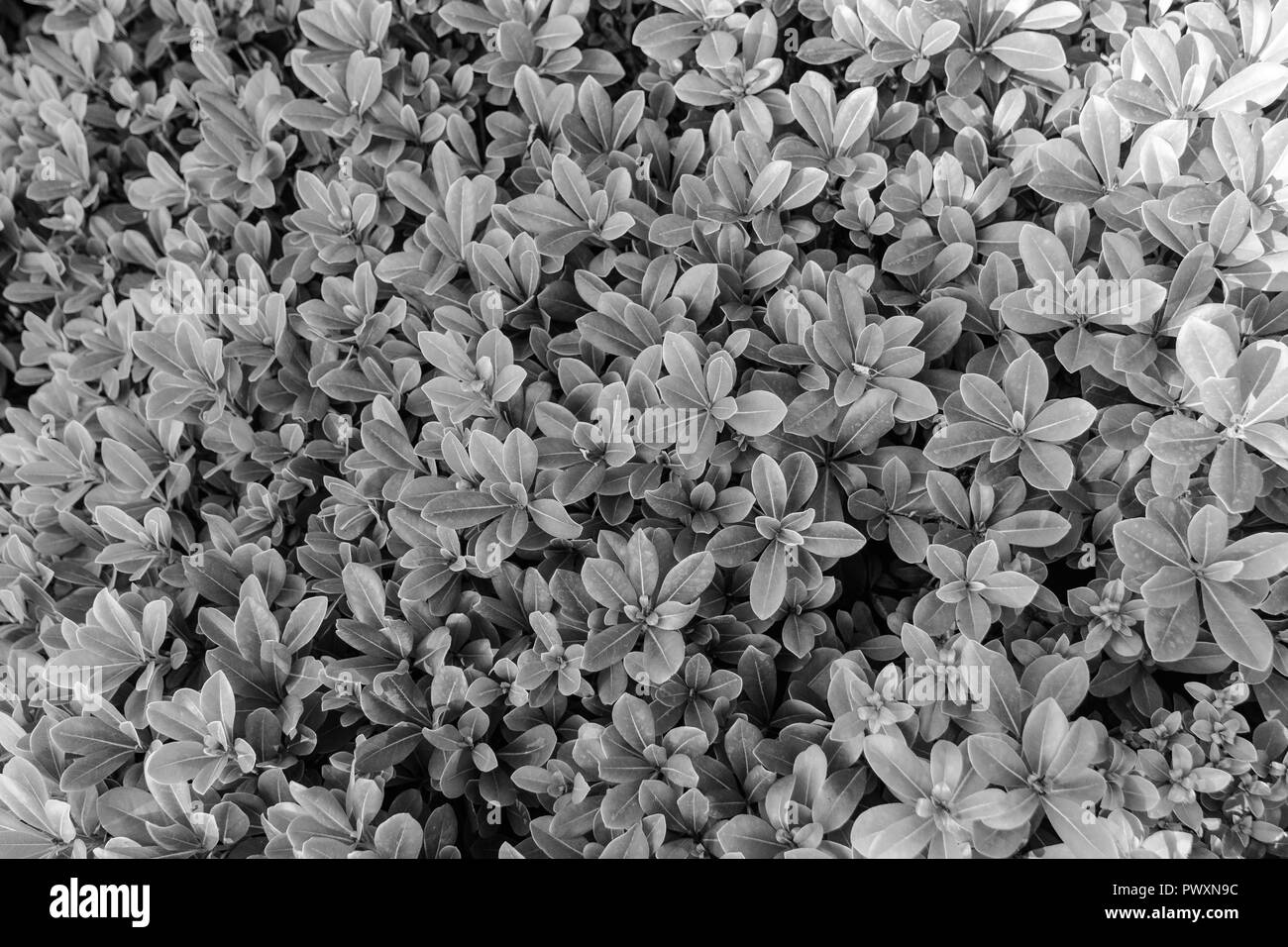 Mesmerizing nature Black and White Stock Photos & Images - Alamy