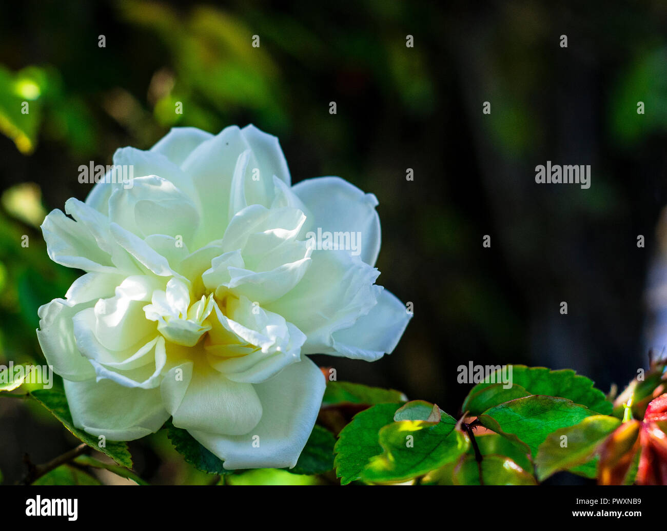 Spring Flowers with Cheerful Colors in the Athens National Garden, Feel ...