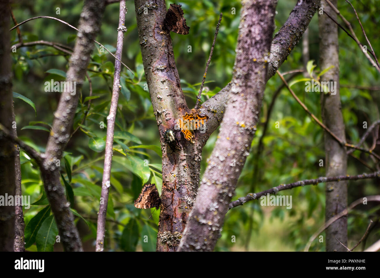Orange butterfly on the tree. Several butterflies on a tree ...