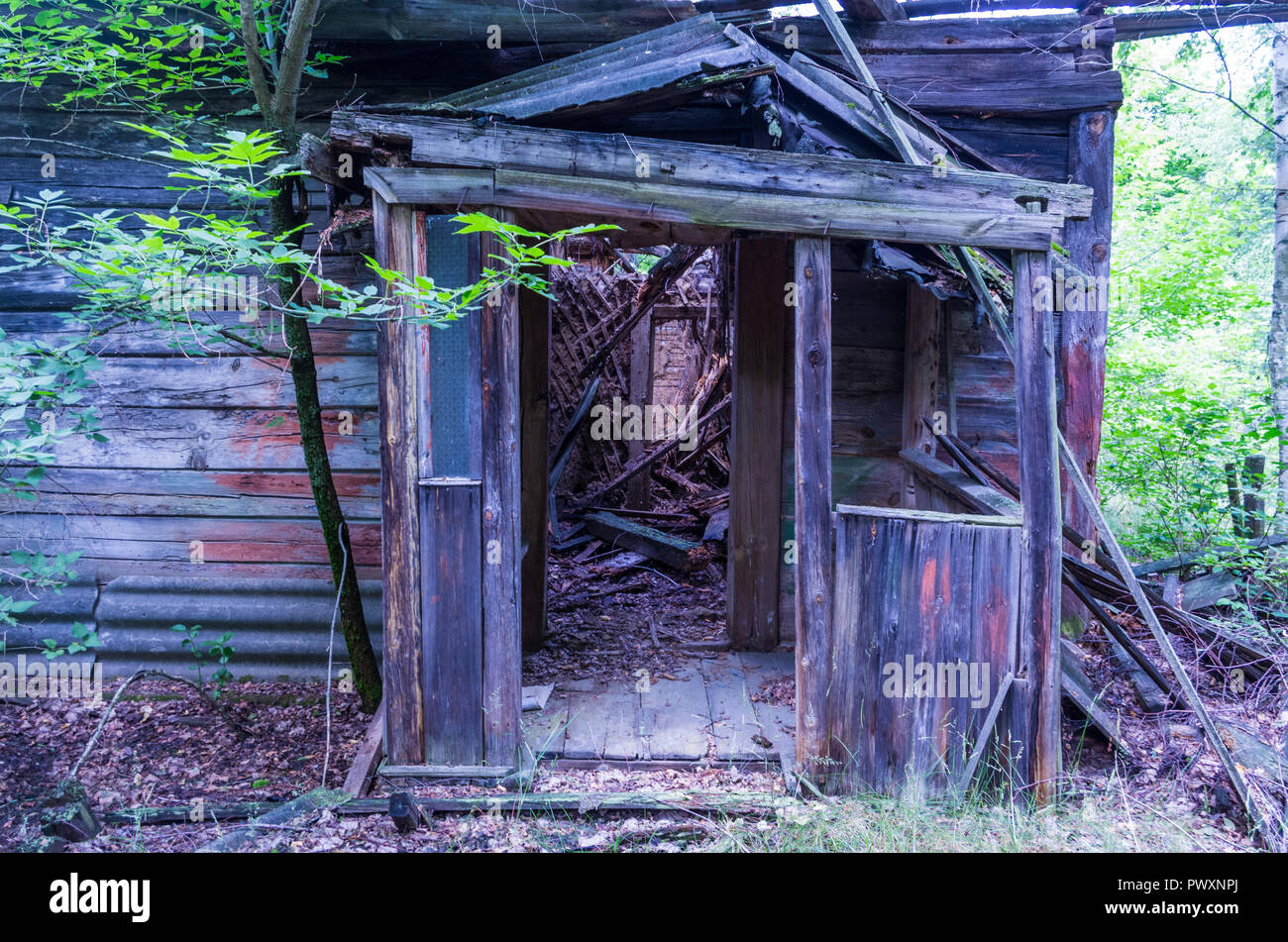 A wooden house in ruins. A broken hut. Abandoned house in the forest ...