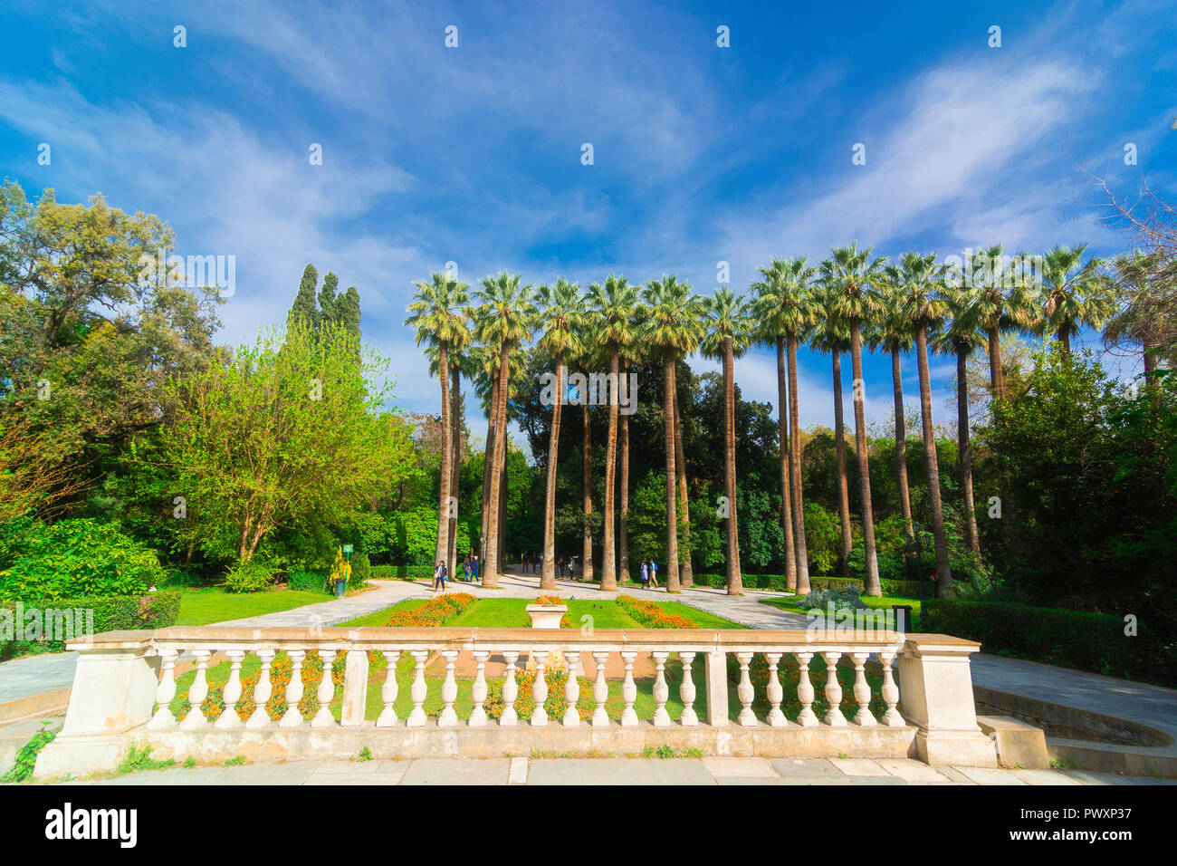 Trees in the Forest with Cheerful Colors in Athens Greece, Feel the ...