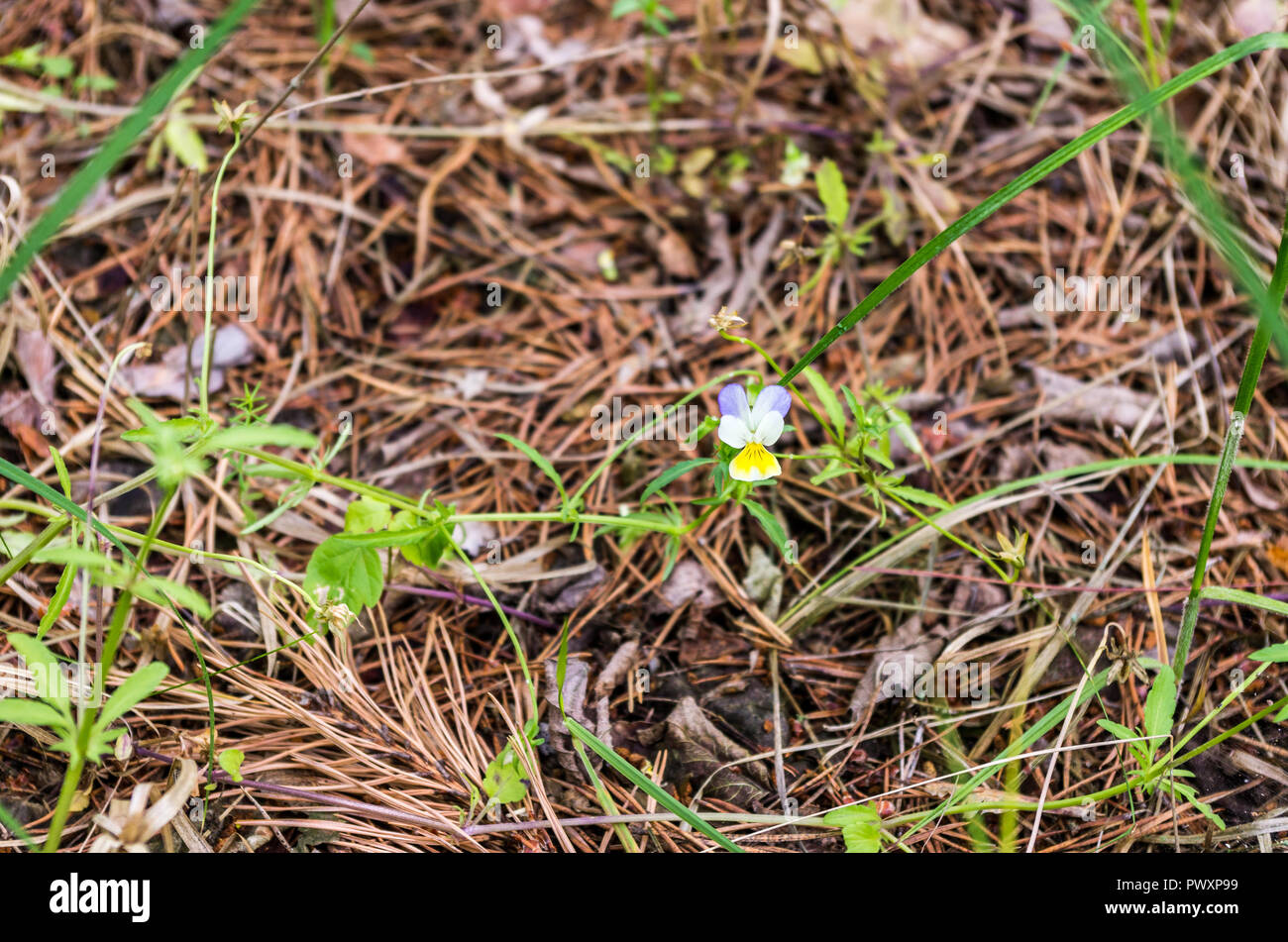 Viola tricolor in nature. Viola tricolor in wild. Forest plant Stock ...