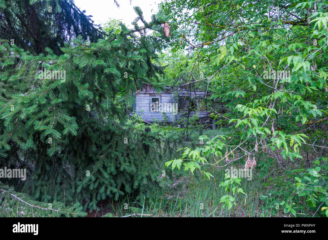 Old crumbling wooden house in the forest. View from behind the branches ...