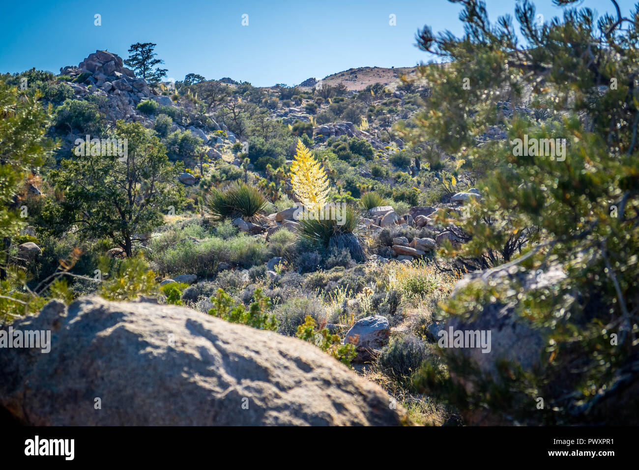 Tamarack california hi-res stock photography and images - Alamy