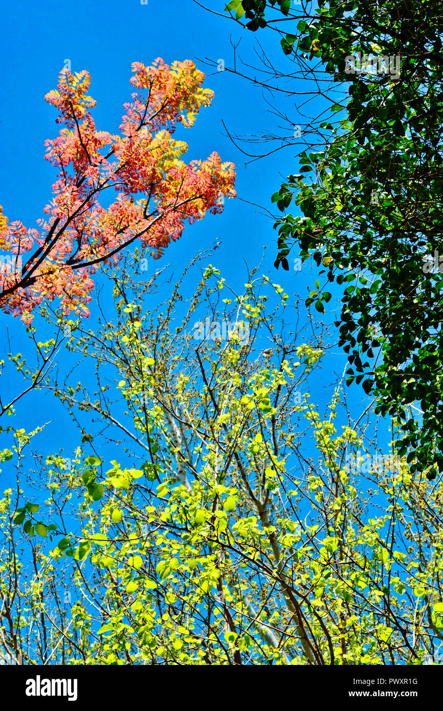 Trees in the Forest with Cheerful Colors in Athens Greece, Feel the ...