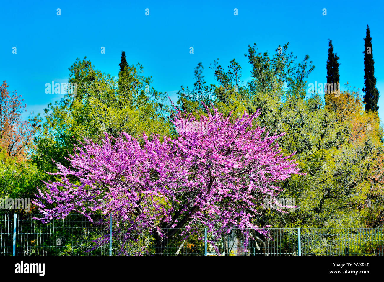 Trees in the Forest with Cheerful Colors in Athens Greece, Feel the ...