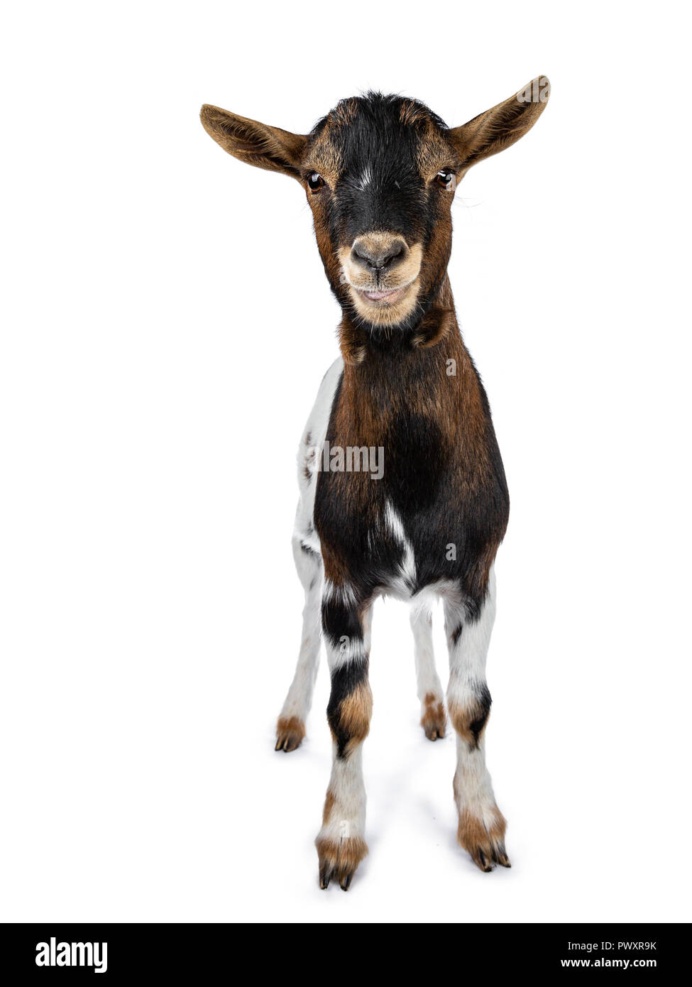 Funny white, brown and black spotted pygmy goat standing front view ...