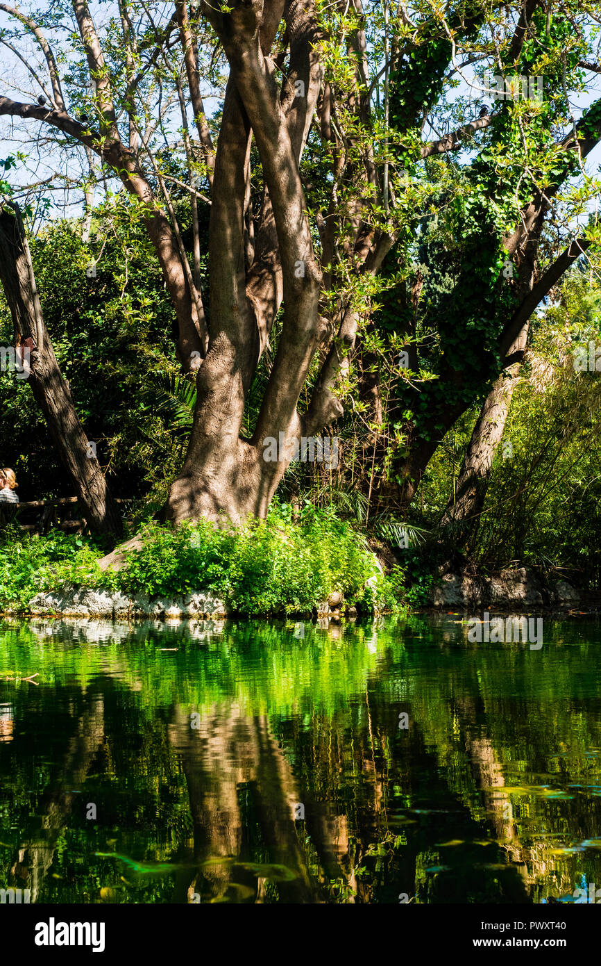 Trees in the Forest with Cheerful Colors in Athens Greece, Feel the ...