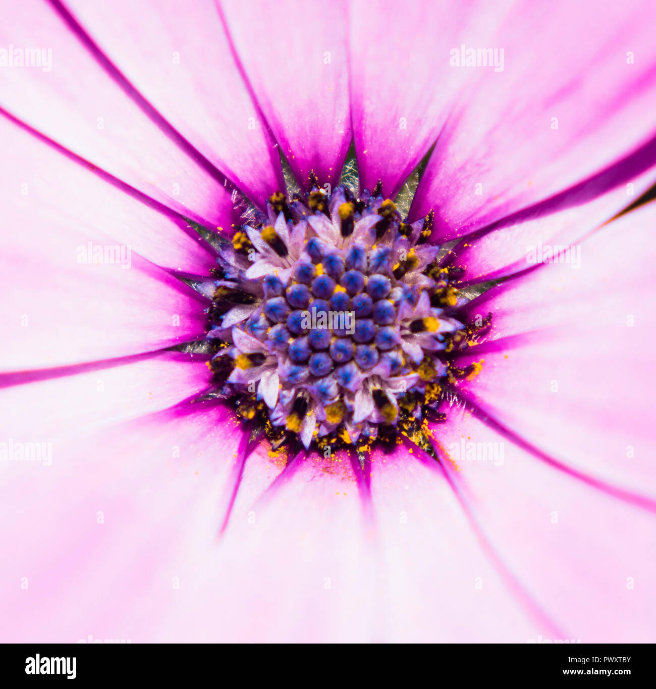Spring Flowers with Cheerful Colors in the Athens National Garden, Feel ...
