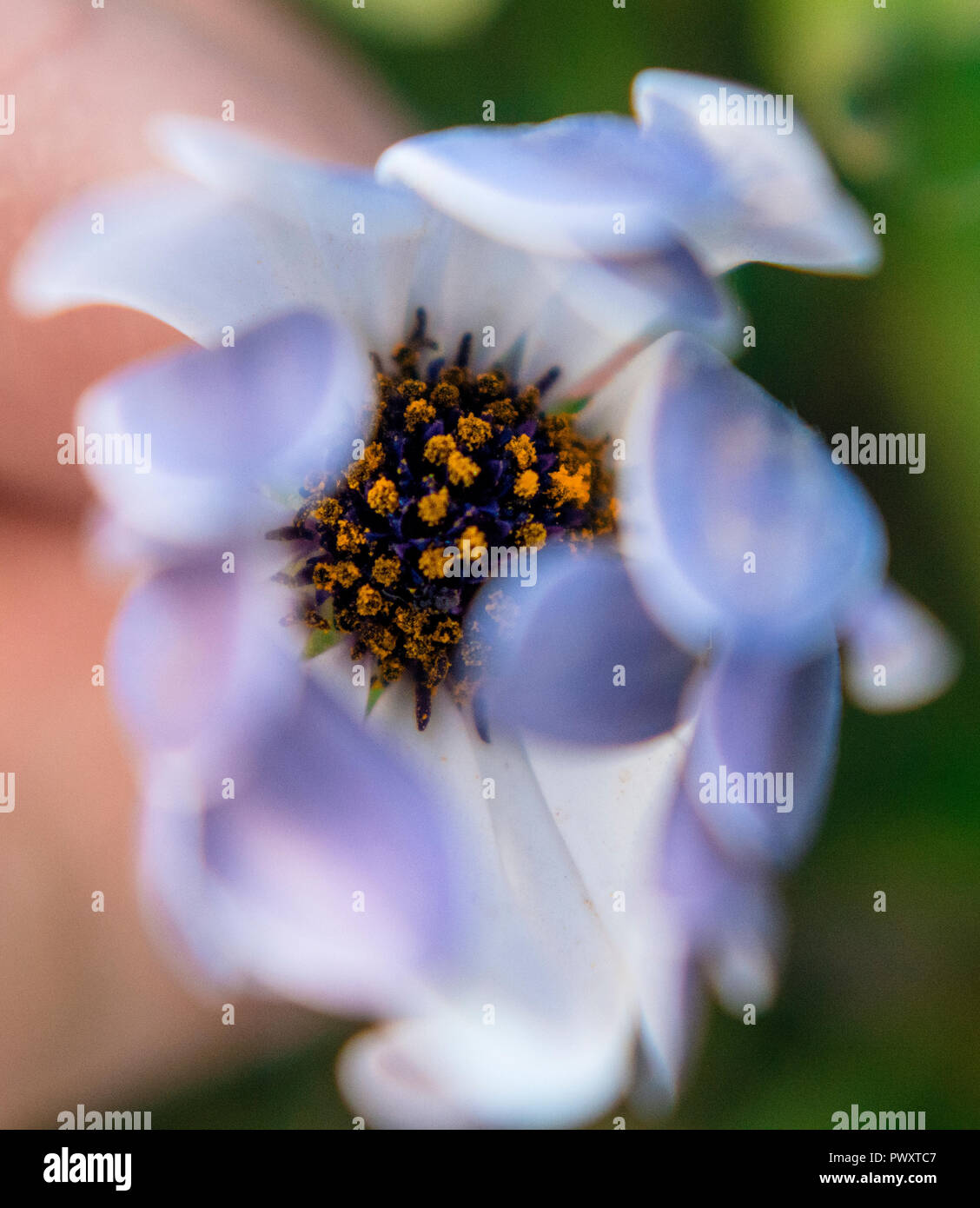 Spring Flowers with Cheerful Colors in the Athens National Garden, Feel ...