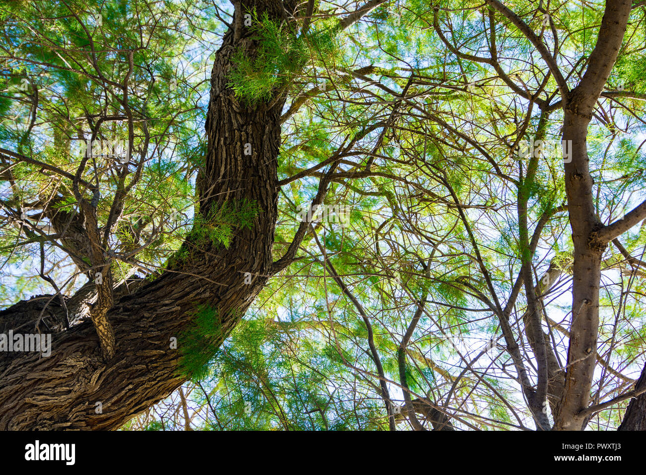 Trees in the Forest with Cheerful Colors in Athens Greece, Feel the ...