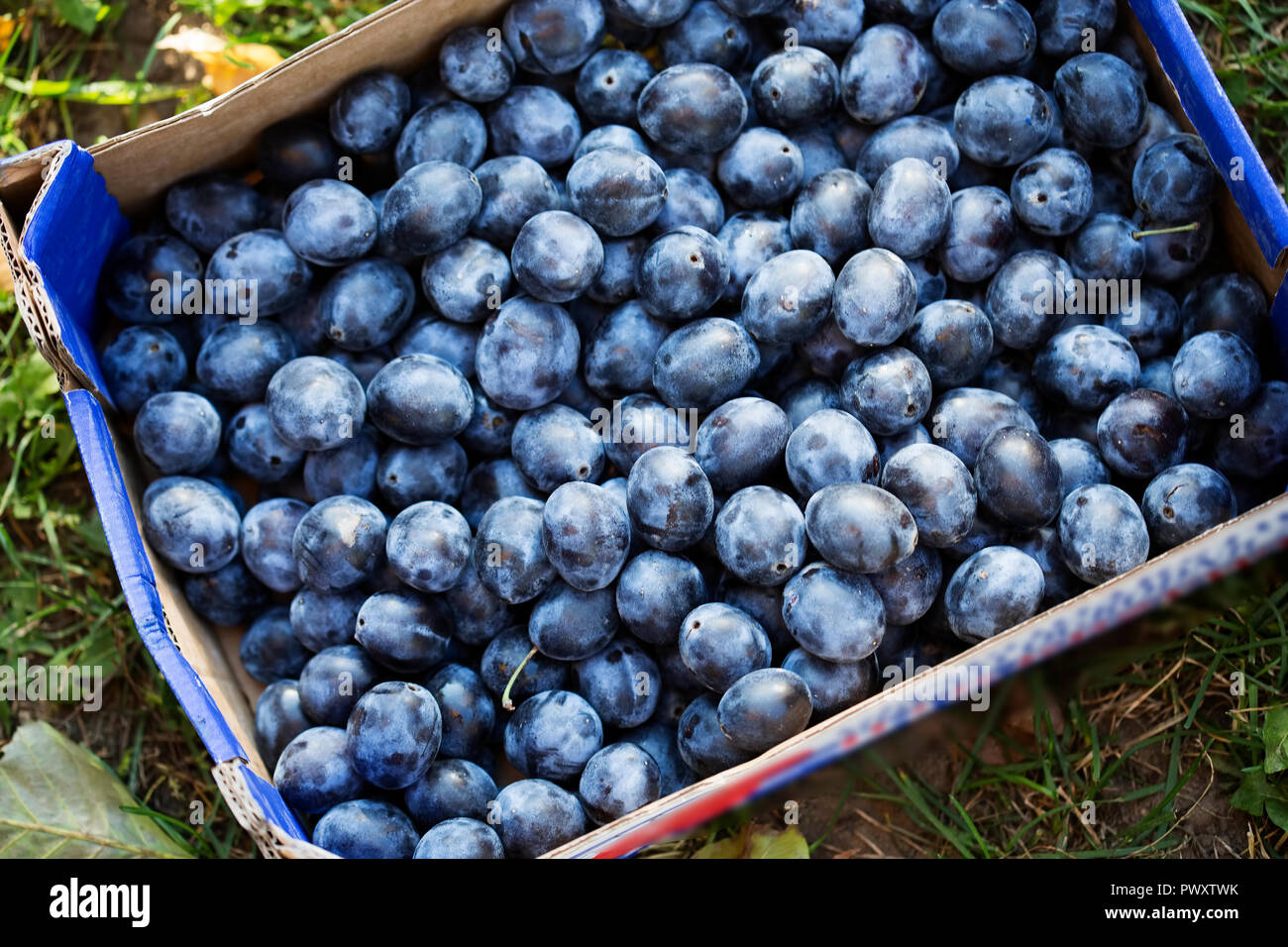 Prune stone hi-res stock photography and images - Alamy