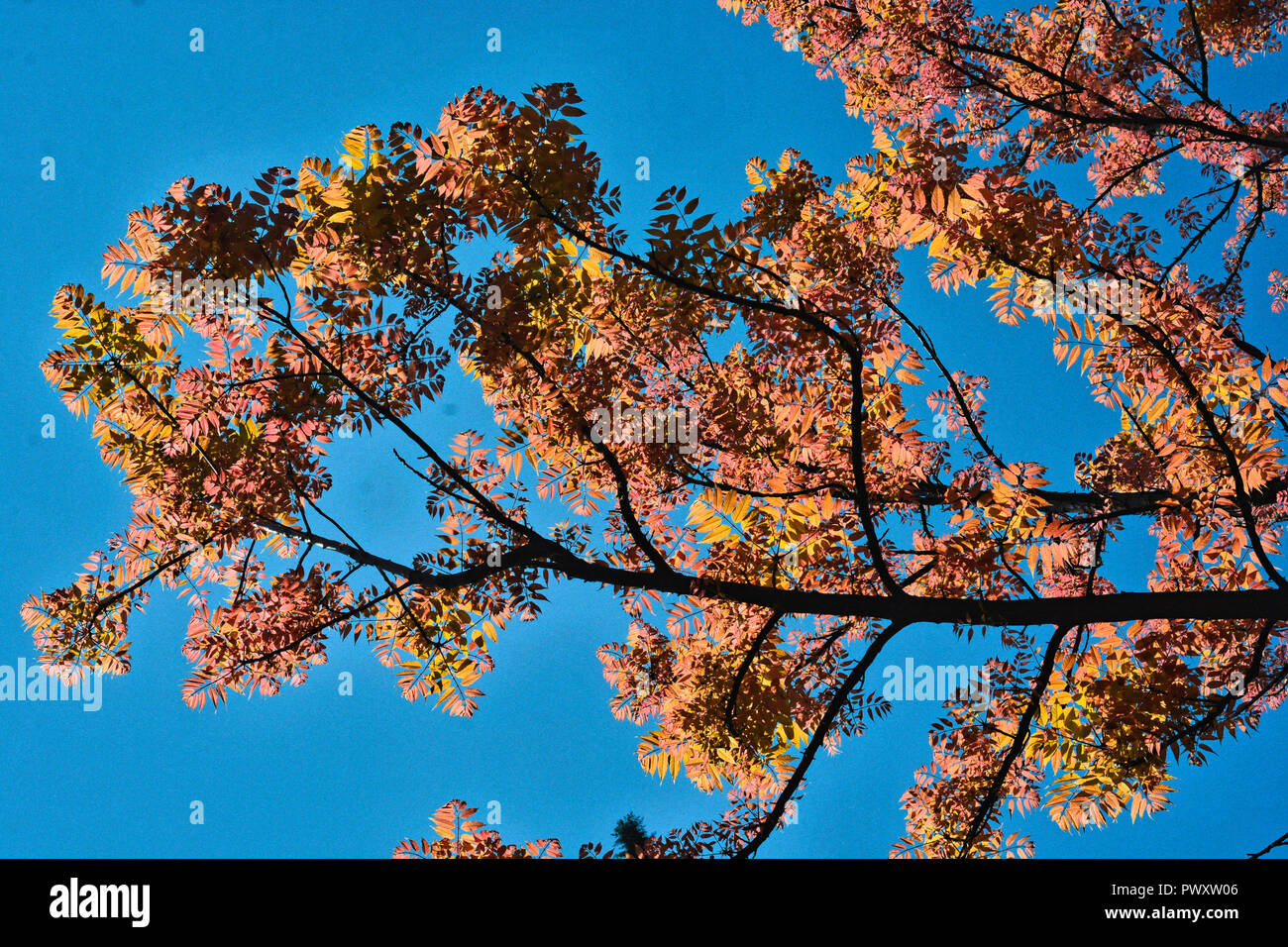 Trees in the Forest with Cheerful Colors in Athens Greece, Feel the ...