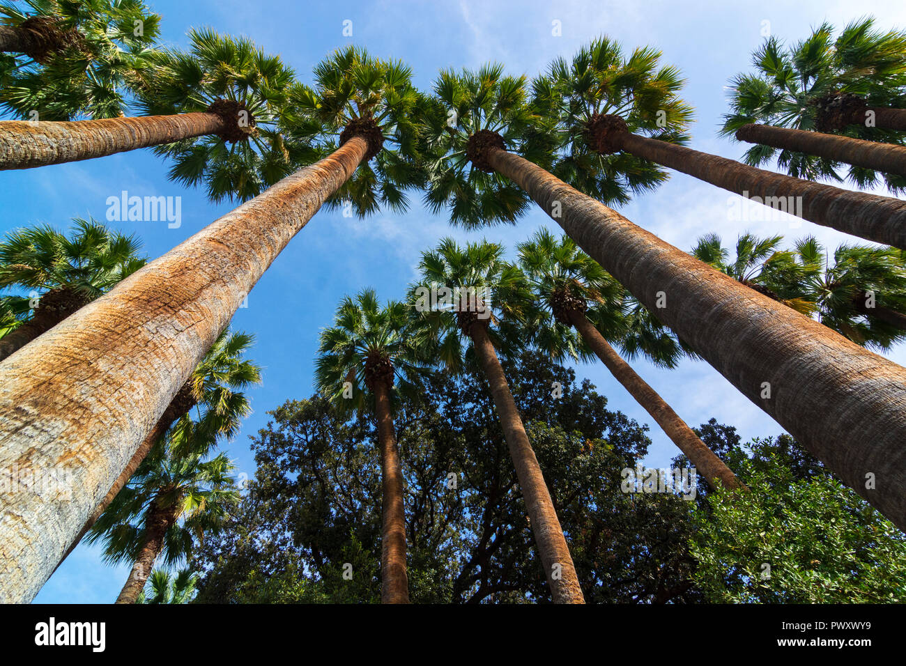 Trees in the Forest with Cheerful Colors in Athens Greece, Feel the ...