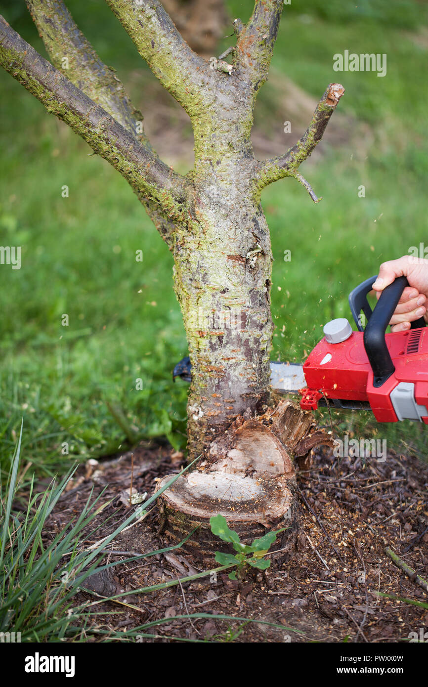 Cutting trees hi-res stock photography and images - Alamy