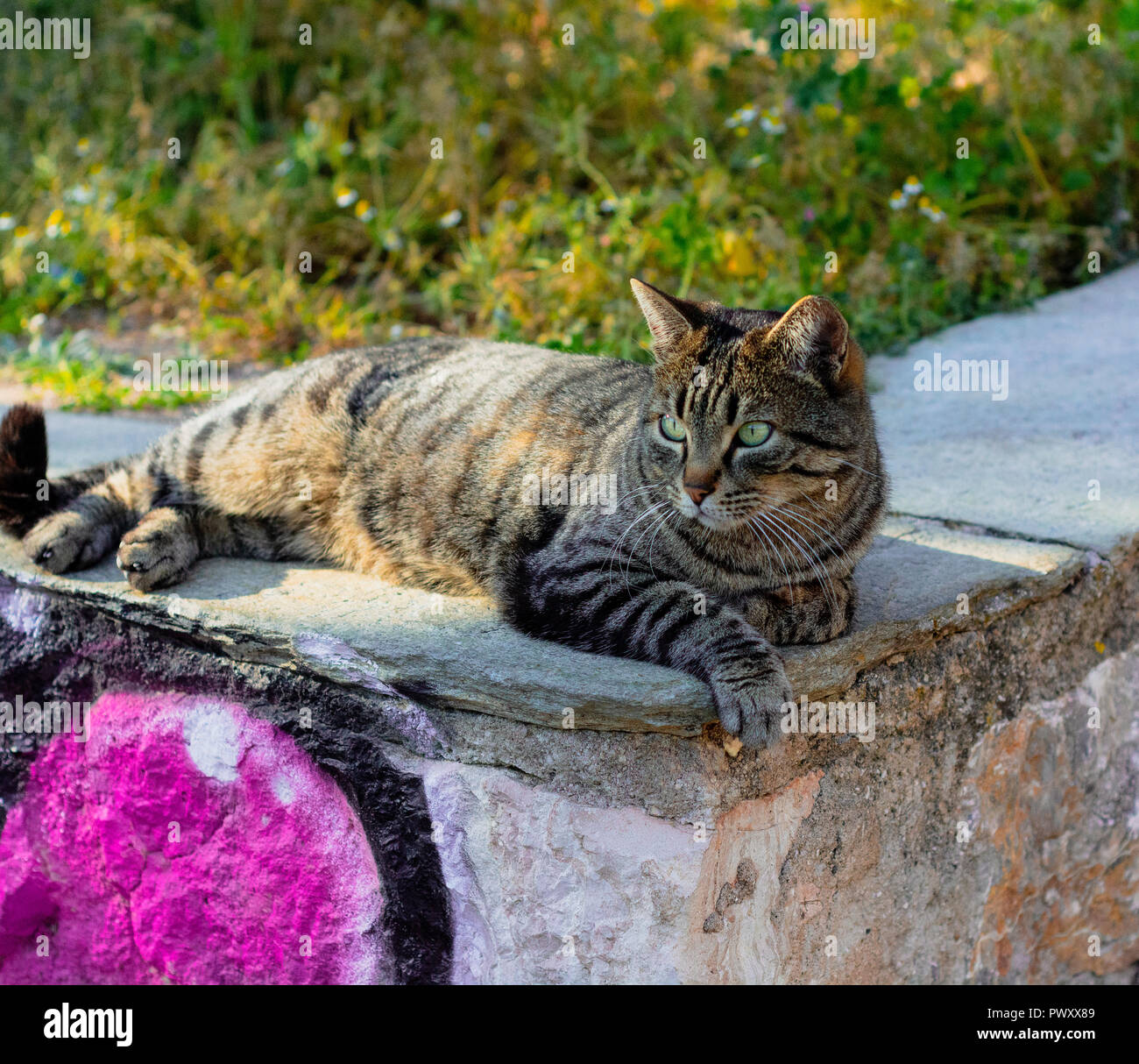 Cat looking camera in athens hi-res stock photography and images - Alamy
