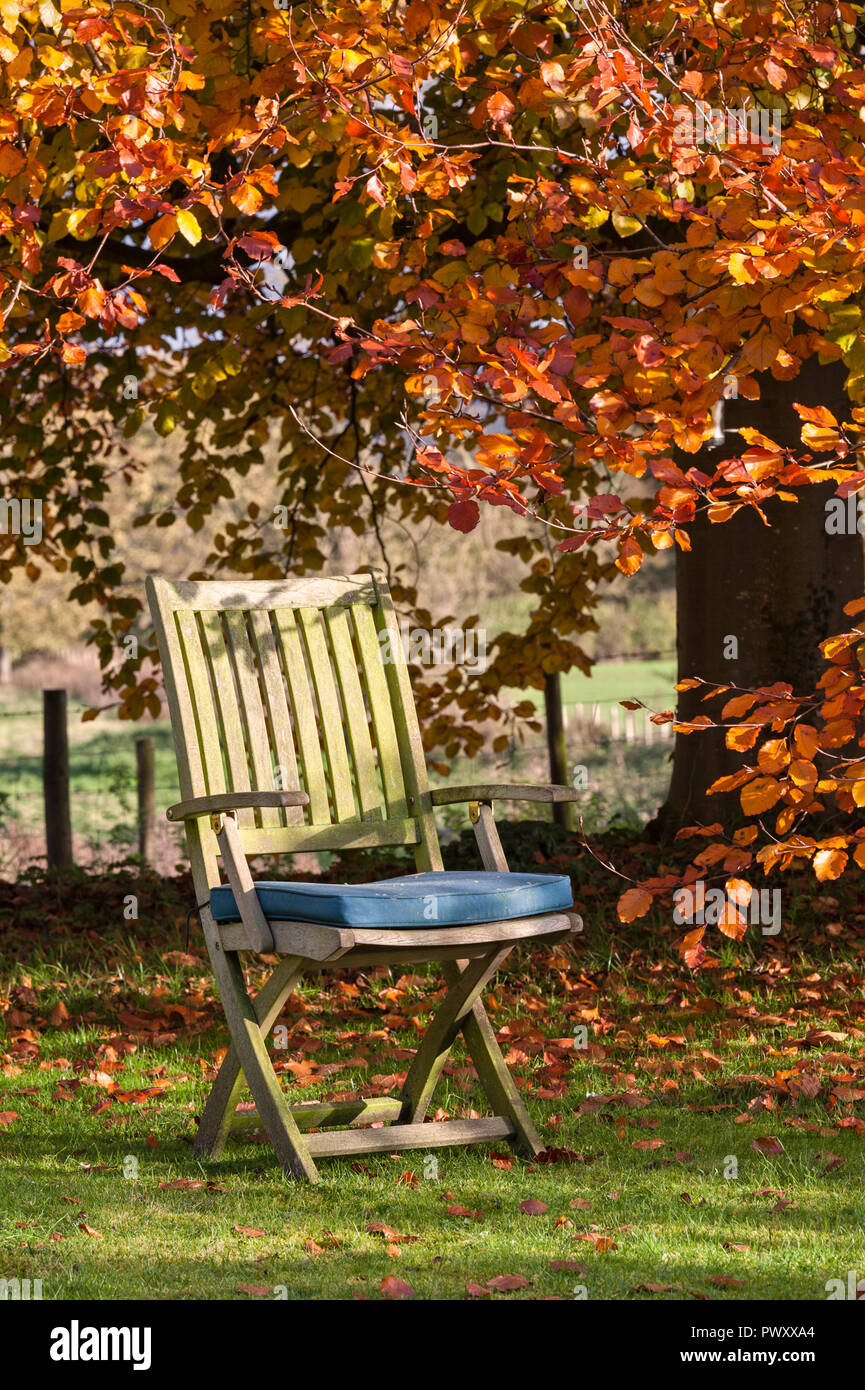 A wooden garden chair on the lawn beside a beech hedge, in autumn ...