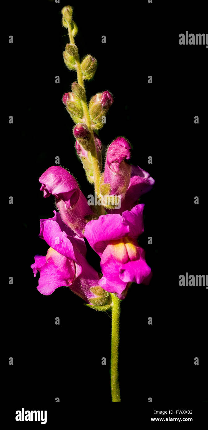 Feel the Beauty of Nature, Spring Flower in the Athens National Garden ...
