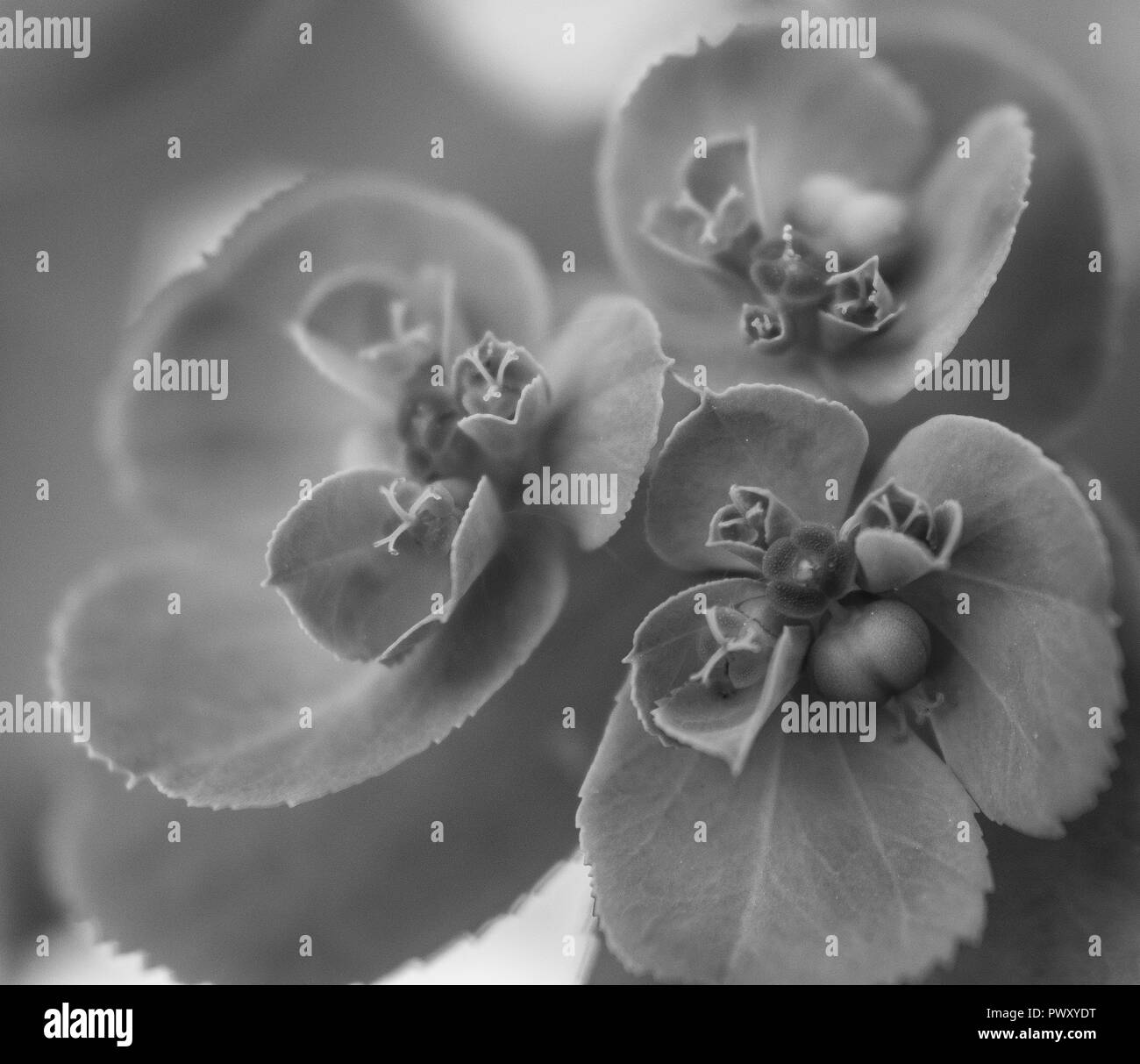 National garden athens Black and White Stock Photos & Images - Alamy