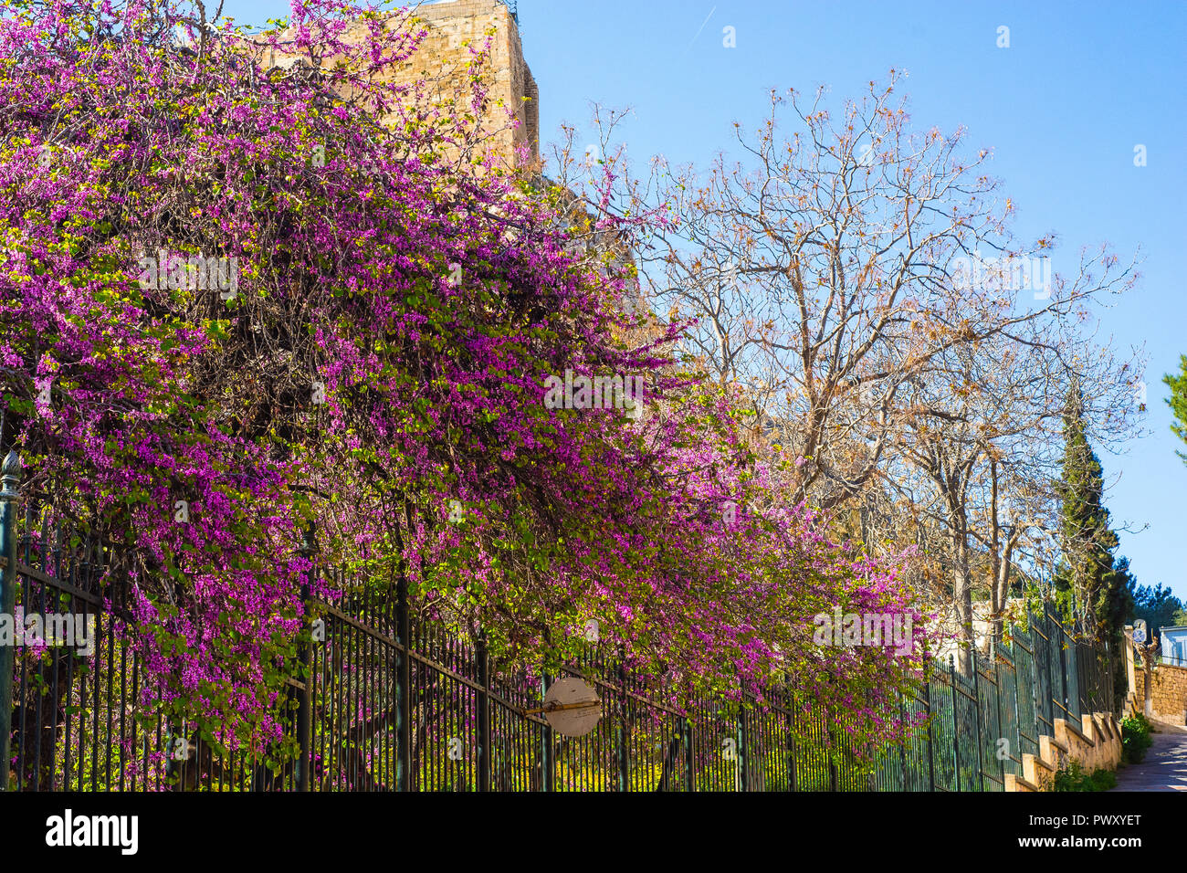 Trees in the Forest with Cheerful Colors in Athens Greece, Feel the ...