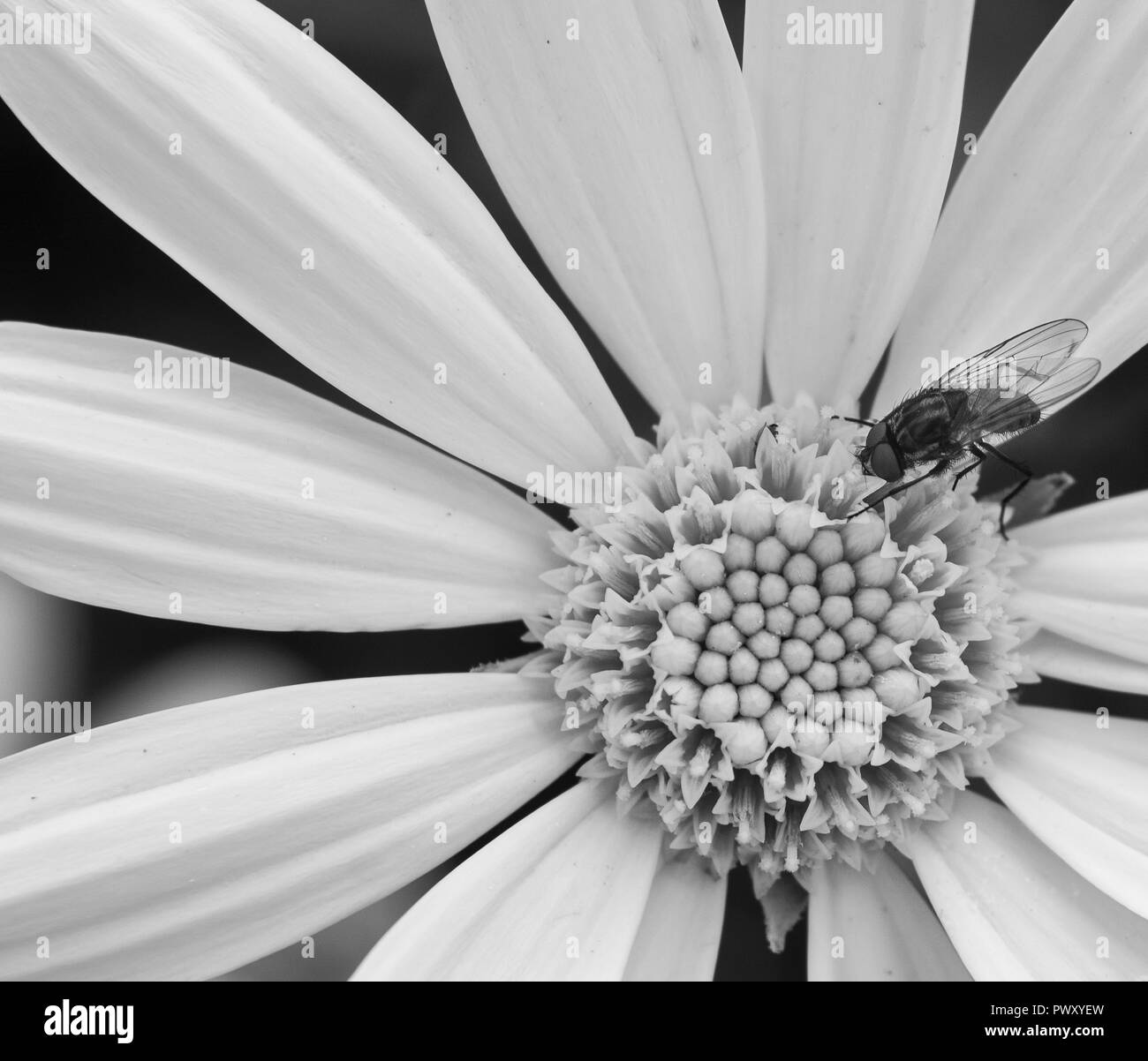 Flora of greece Black and White Stock Photos & Images - Alamy