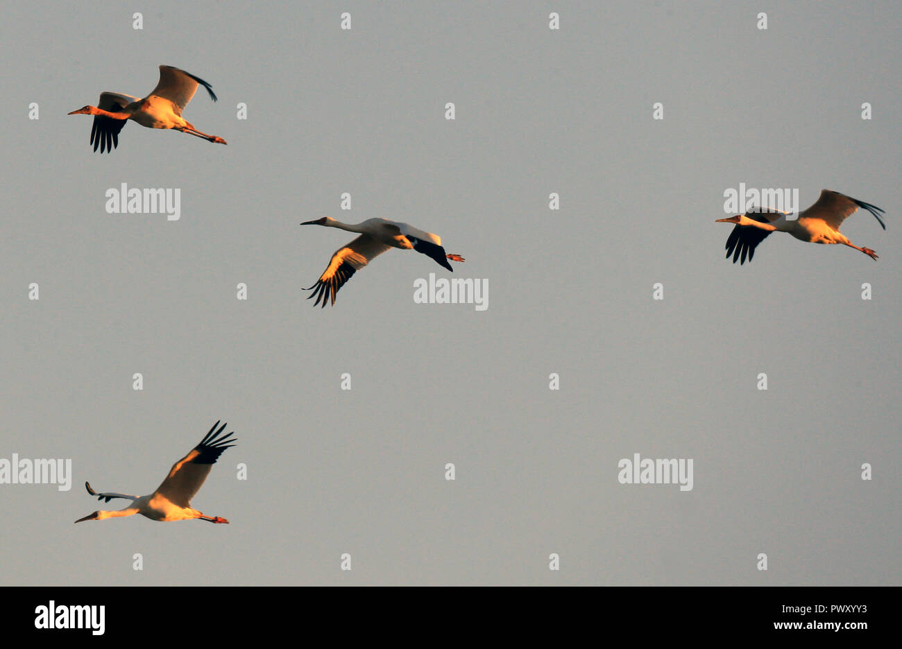 Siberian cranes migration hi-res stock photography and images - Alamy