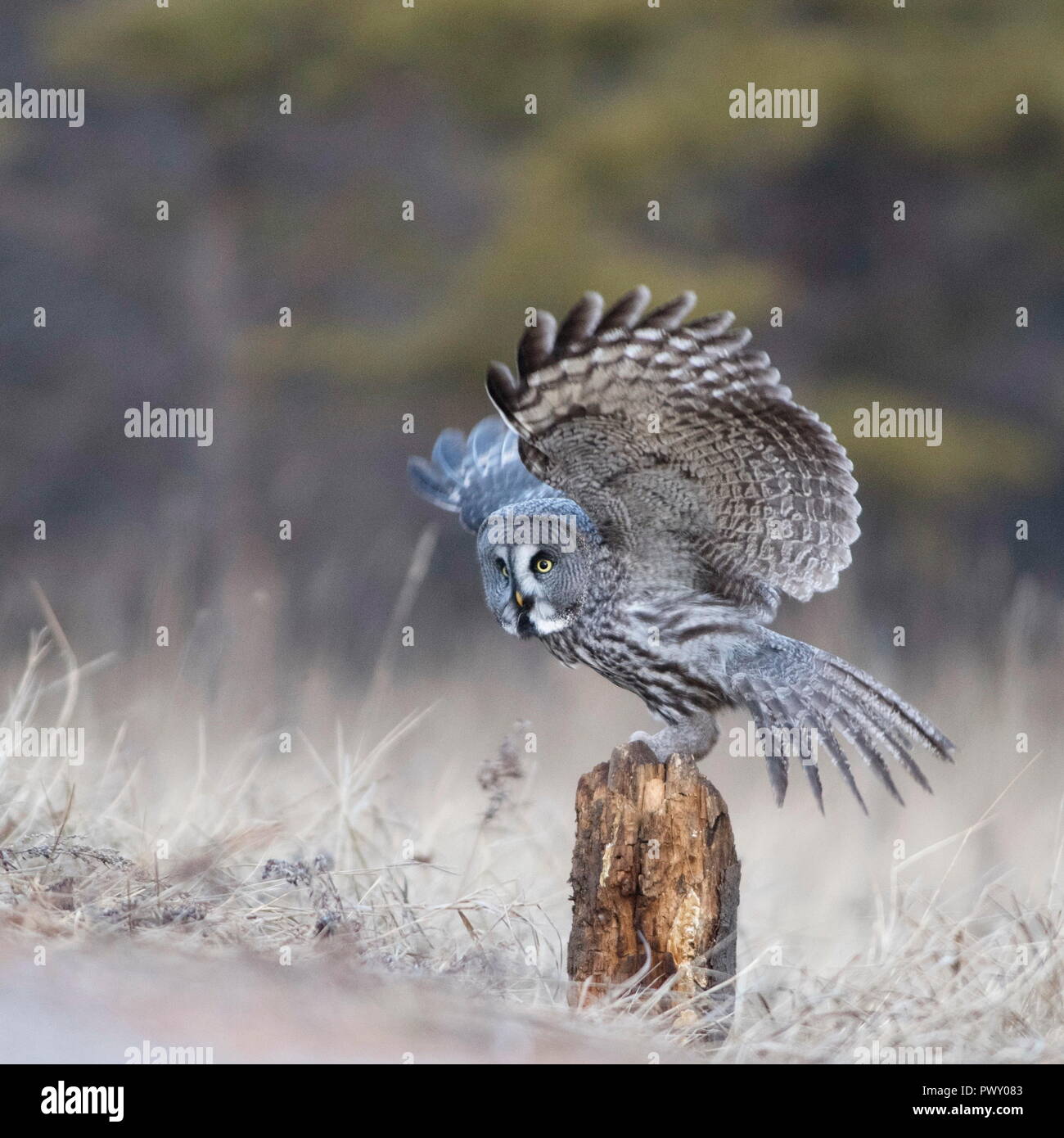 (181018) -- YAKESHI, Oct. 18, 2018 (Xinhua) -- A great grey owl is seen ...