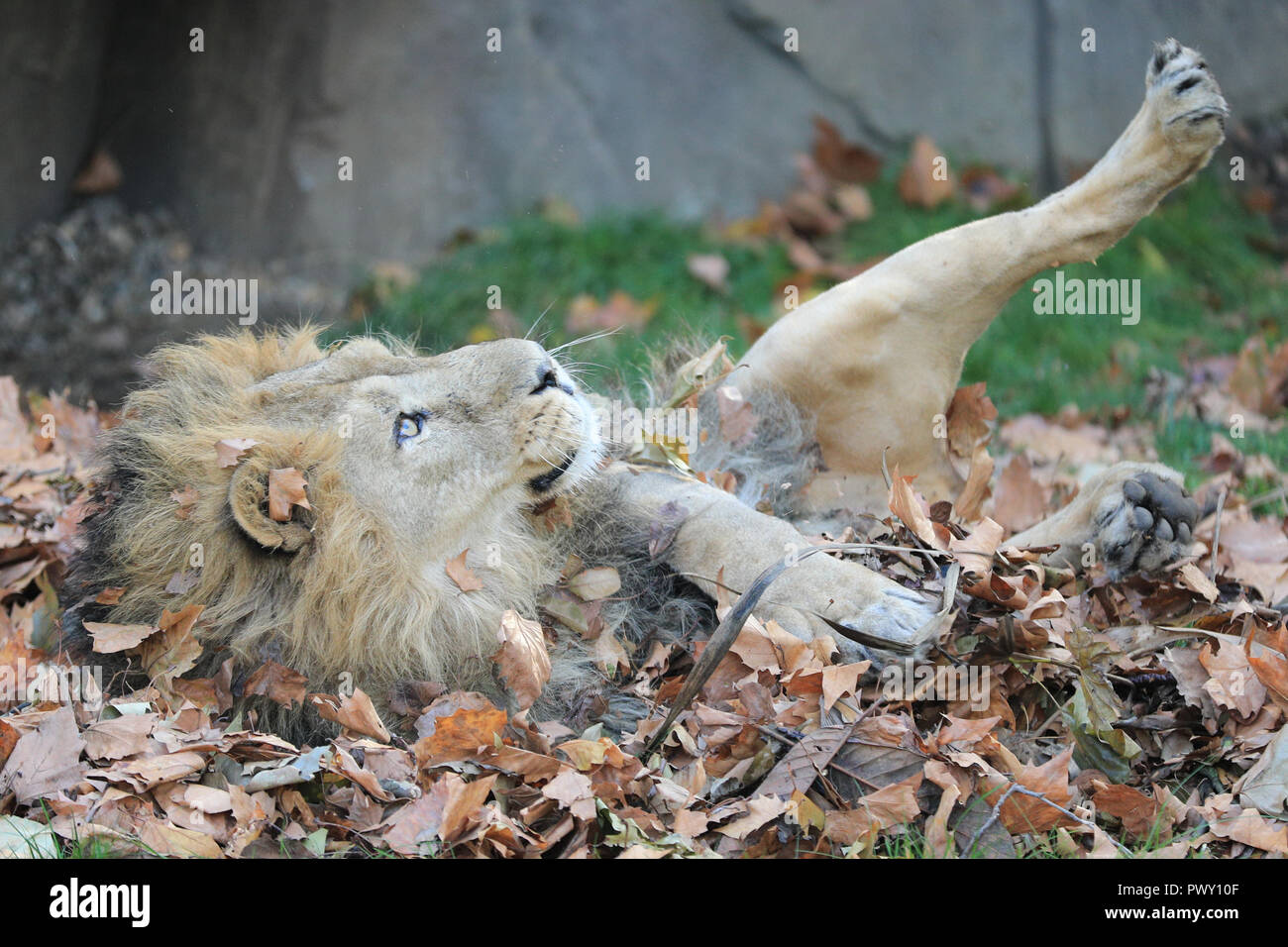 Lion rolling in the grass hi-res stock photography and images - Alamy