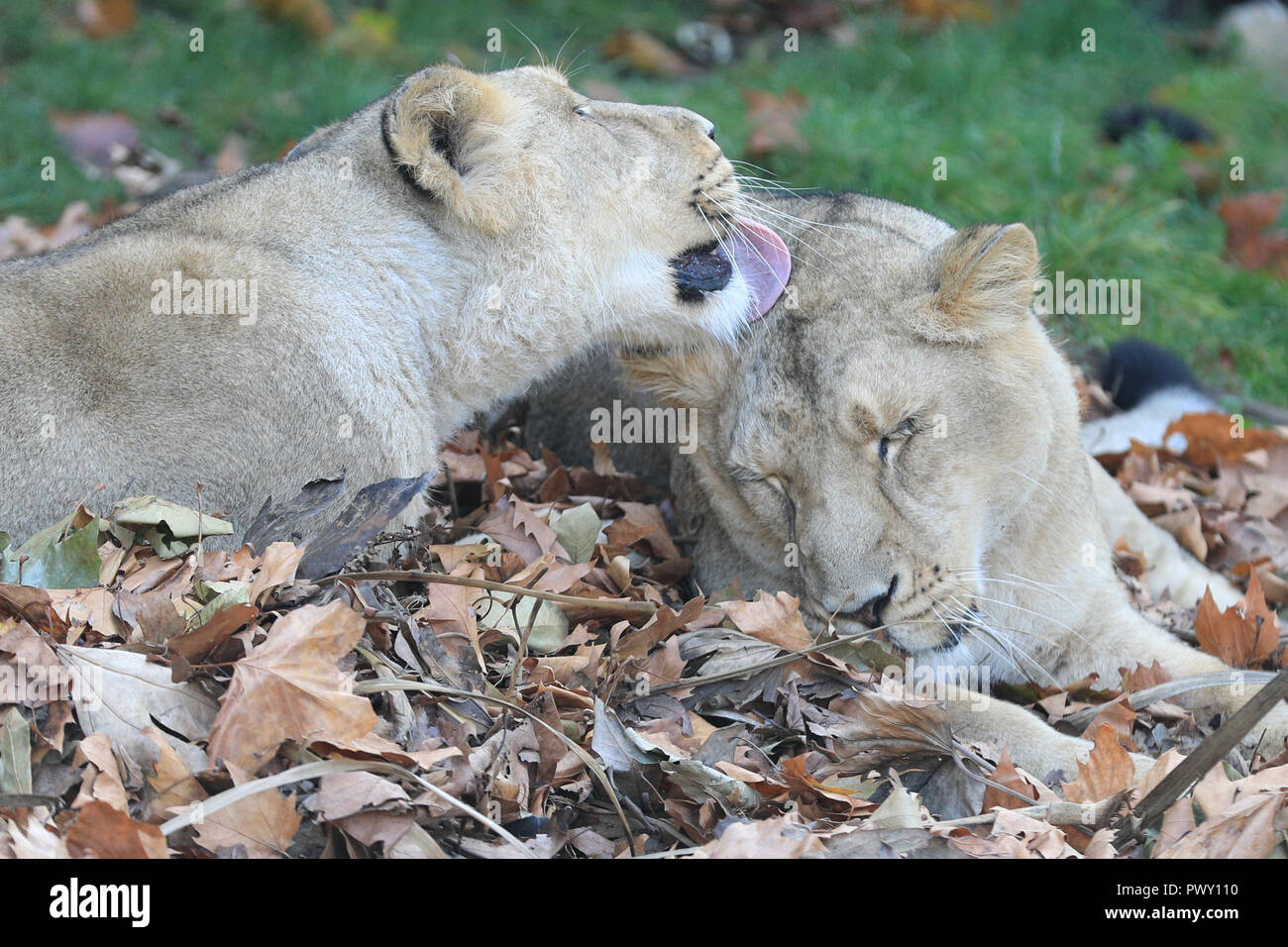 Lion female male rub hi-res stock photography and images - Alamy