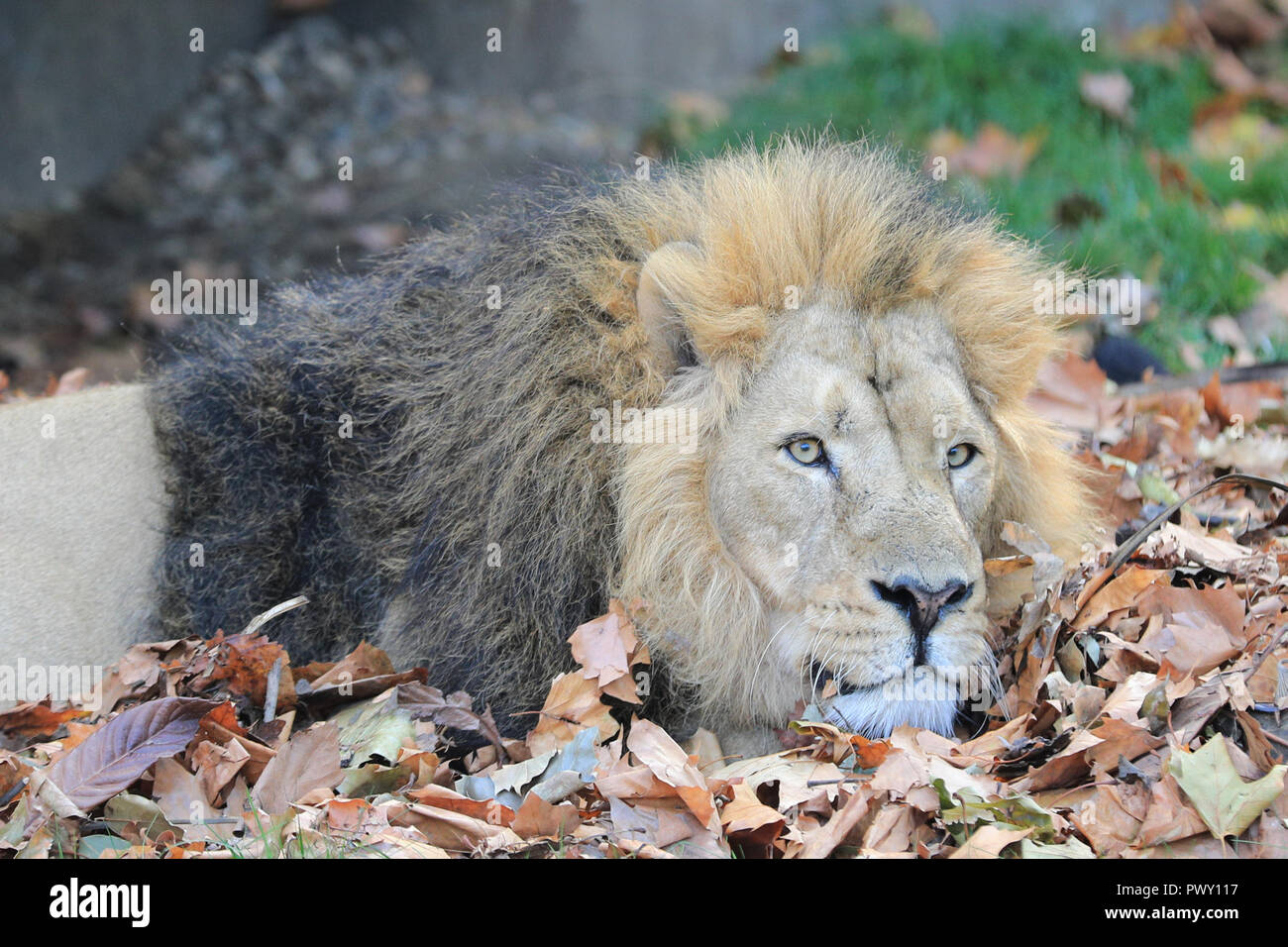 Lion pile hi-res stock photography and images - Alamy