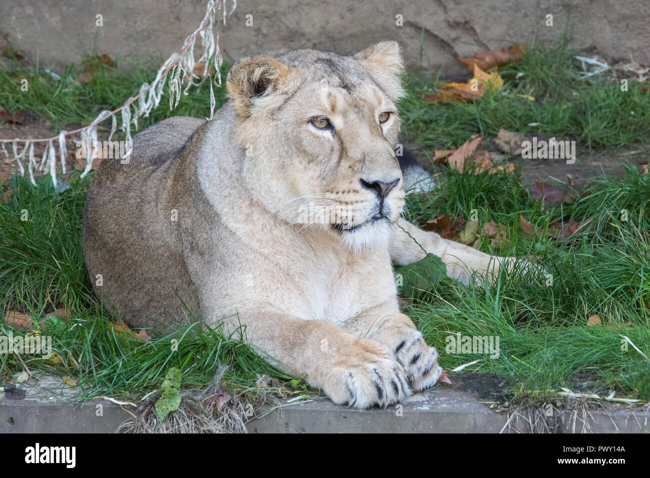 London zoo lions hi-res stock photography and images - Alamy
