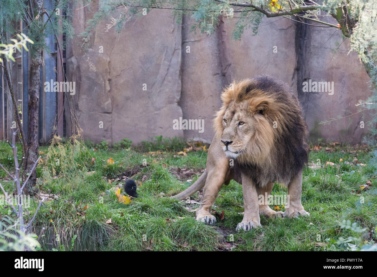 London zoo lions hi-res stock photography and images - Alamy
