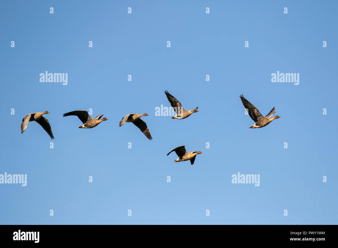 Britain birds hi-res stock photography and images - Alamy
