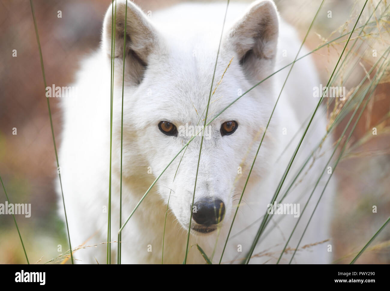 Hanau, Germany. 18th Oct, 2018. A polar wolf observes the surroundings ...