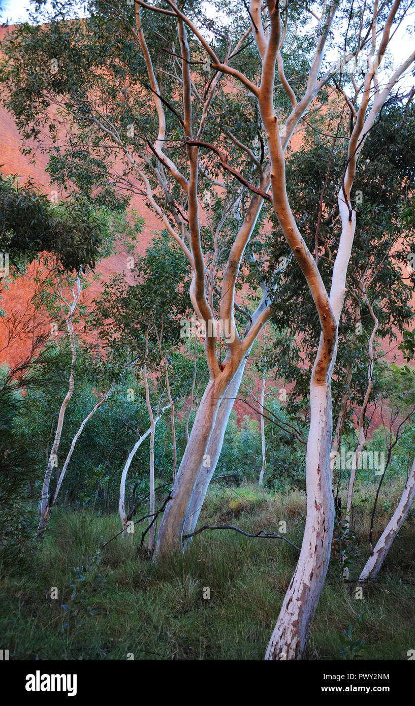 Yulara, Australien. 15th Apr, 2018. Young eucalyptus trees stand in the ...
