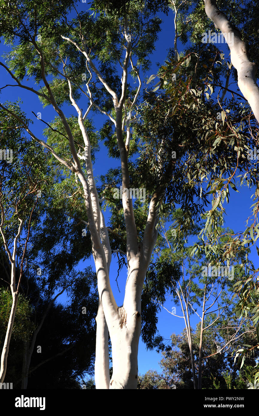 Yulara, Australien. 15th Apr, 2018. Magnificent eucalyptus trees grow ...