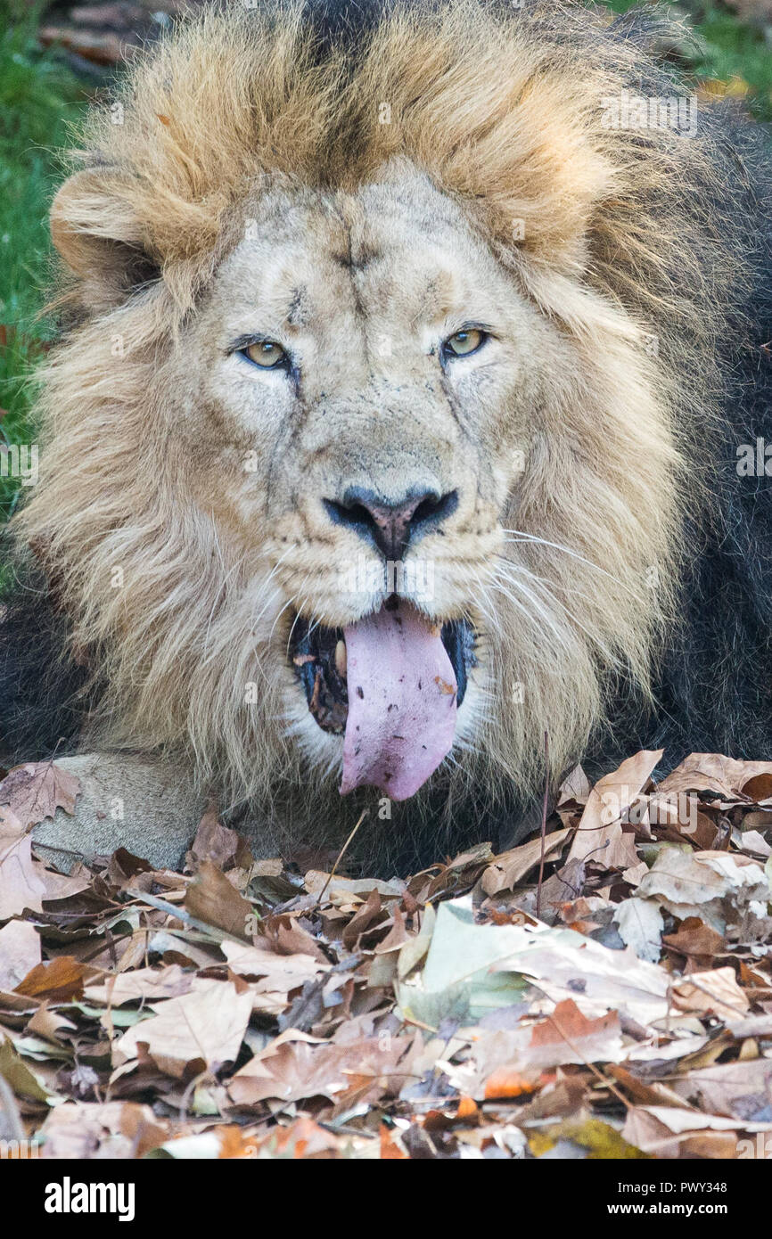 Lion photoshoot hi-res stock photography and images - Alamy