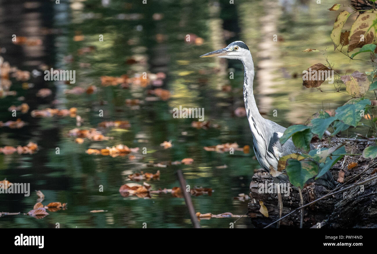 Berlin, Germany. 18th Oct, 2018. A heron sits by a pond in the zoo ...