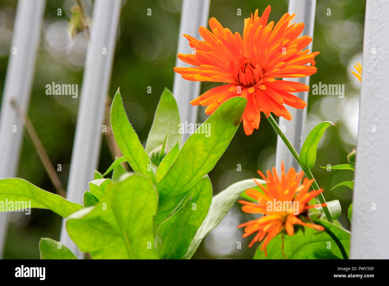 Season in finland hi-res stock photography and images - Alamy